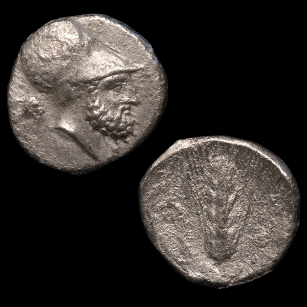 Metapontum, Greek Didrachm, Leukippos & Barley - c. 340 to 330 BCE - M ...