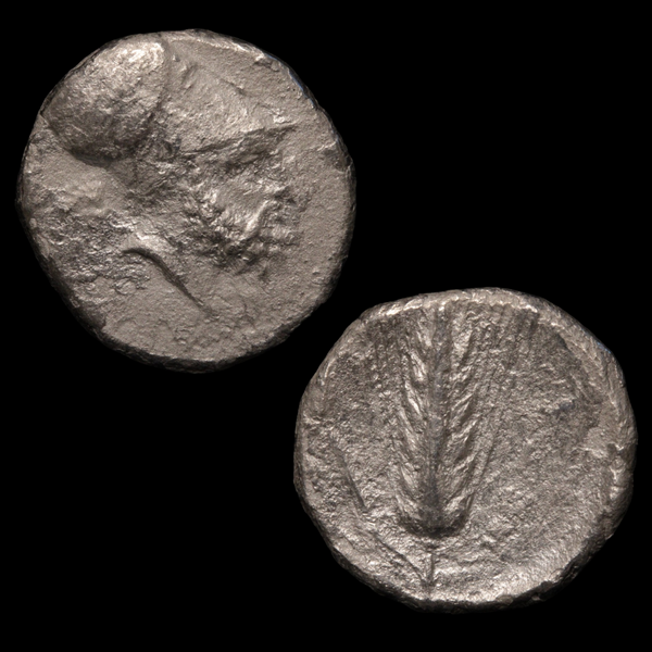 Metapontum, Greek Didrachm, Leukippos & Barley - c. 340 to 330 BCE - M ...