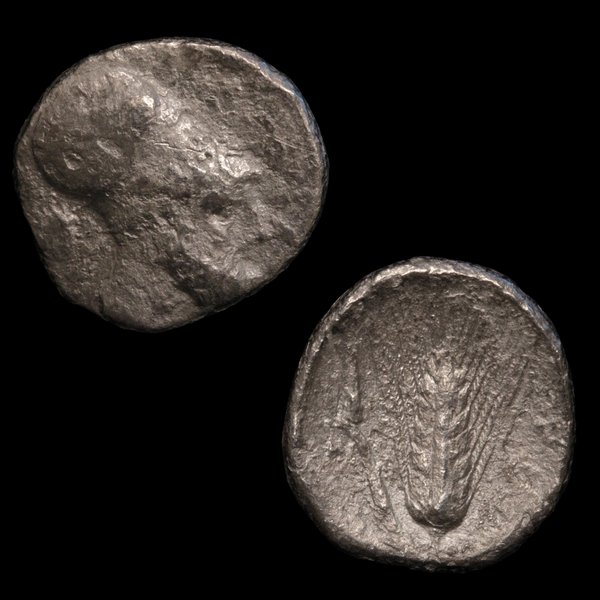 Metapontum, Greek Didrachm, Leukippos & Barley - c. 340 to 330 BCE - M ...