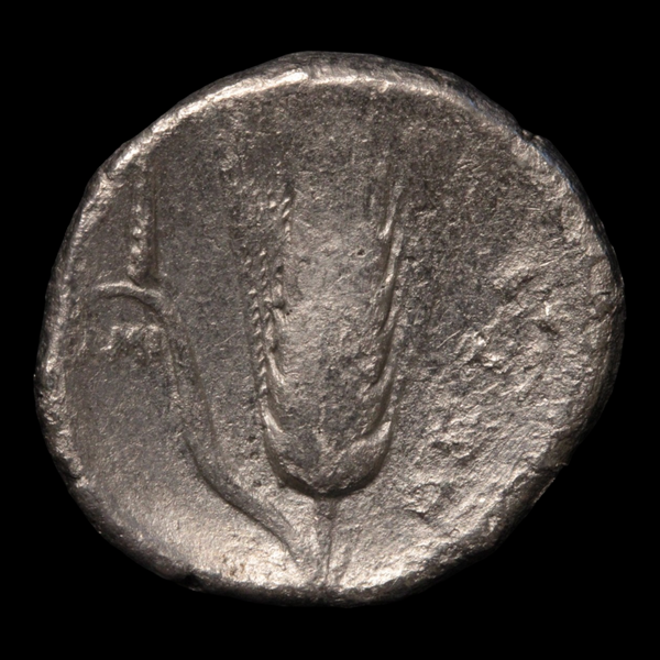 Metapontum, Greek Didrachm, Leukippos & Barley - c. 340 to 330 BCE - M ...
