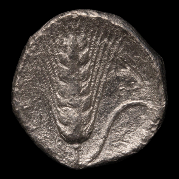 Metapontum, Greek Didrachm, Leukippos & Barley - c. 340 to 330 BCE - M ...