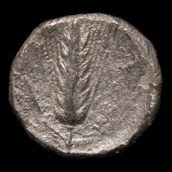 Metapontum, Greek Didrachm, Leukippos & Barley - c. 340 to 330 BCE - M ...