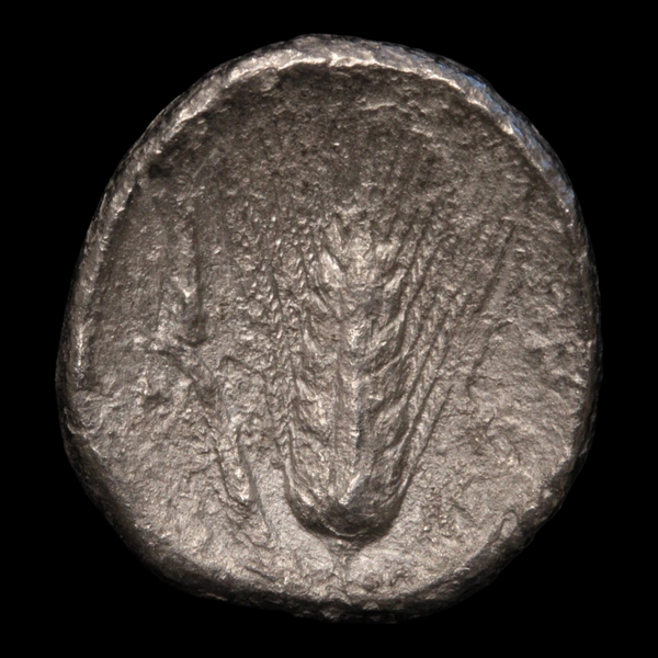 Metapontum, Greek Didrachm, Leukippos & Barley - c. 340 to 330 BCE - M ...